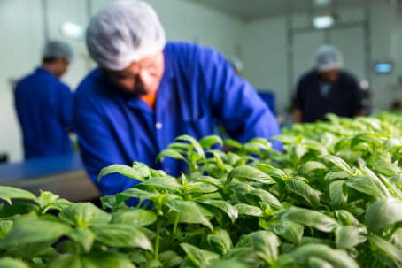 Genesis Herbs – The future of fresh herb cultivation