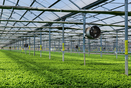 Genesis Herbs – The future of fresh herb cultivation